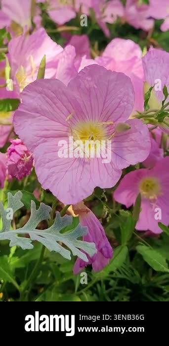 4K vertical stock footage of delicate pink evening primrose flowers ...