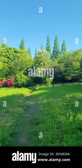 4K vertical stock footage of walking through a pathway lined with trees ...