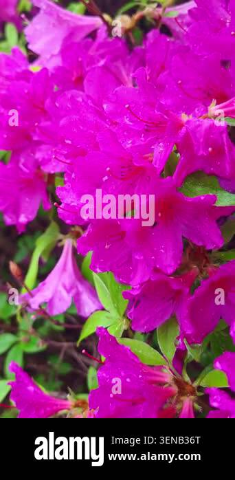 4K vertical stock footage of close-up of a cluster of pink azalea ...
