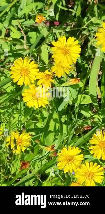 4K vertical stock footage of small yellow crepidiastrum sonchifolium ...