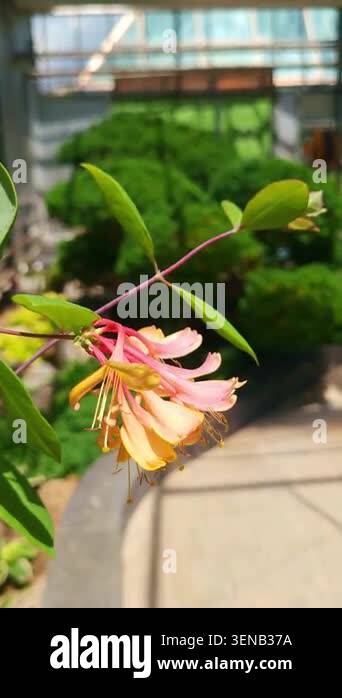 4K vertical stock footage of red honeysuckle flowers on a vine swaying ...