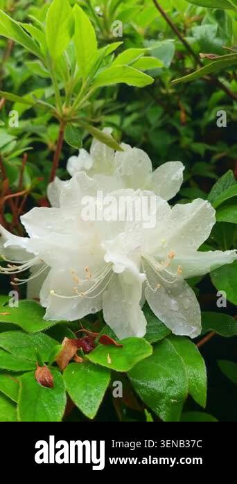 4K vertical stock footage of close-up of white azalea flowers blooming ...
