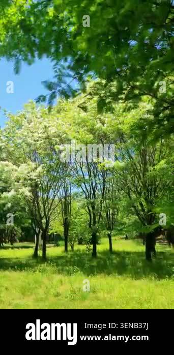 4K vertical stock footage of green walking path surrounded by trees ...