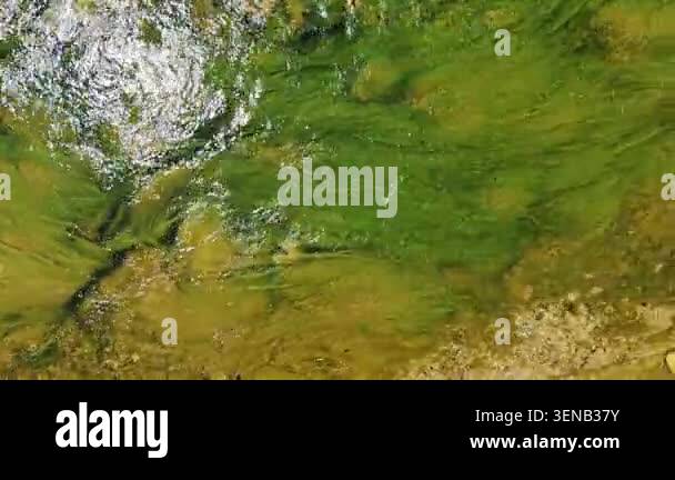 An overhead drone shot shows green algae and seaweed swaying under the ...