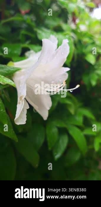 4K vertical stock footage of side view close-up of a white azalea ...