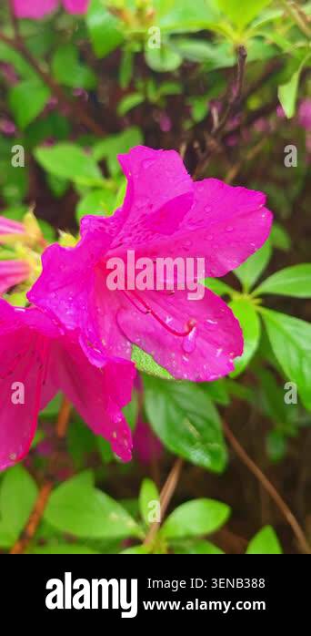 a vibrant 4k vertical slow motion close-up of a pink azalea flower ...