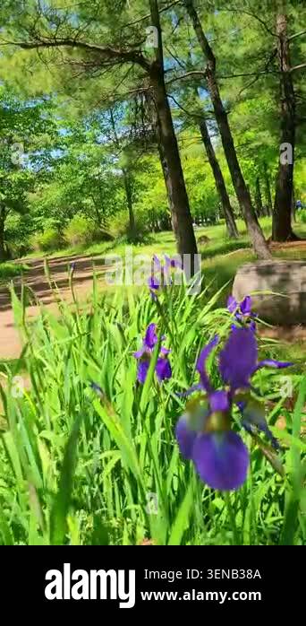 4K vertical stock footage of beautiful purple iris flowers blooming ...