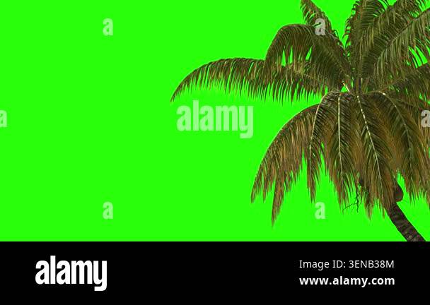 Animated Tropical Palm for a Tourism and Travel Promo Intro (with Alpha ...