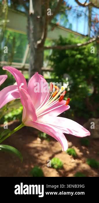 4K vertical stock footage of detailed close-up macro shot of blooming ...