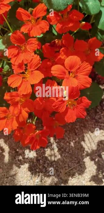 4K vertical stock footage of bright orange nasturtium flowers blooming ...