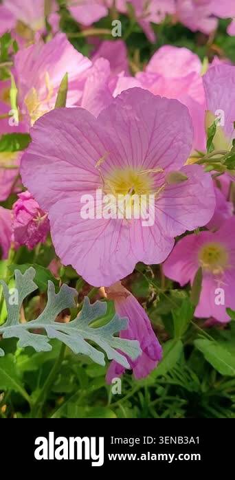 a delicate 4k vertical slow motion shot of a pink evening primrose ...