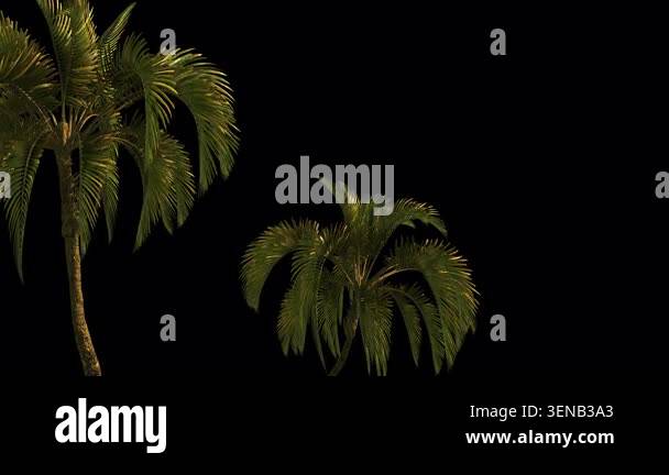 Animated Tropical Palm for a Tourism and Travel Promo Intro (with Alpha ...