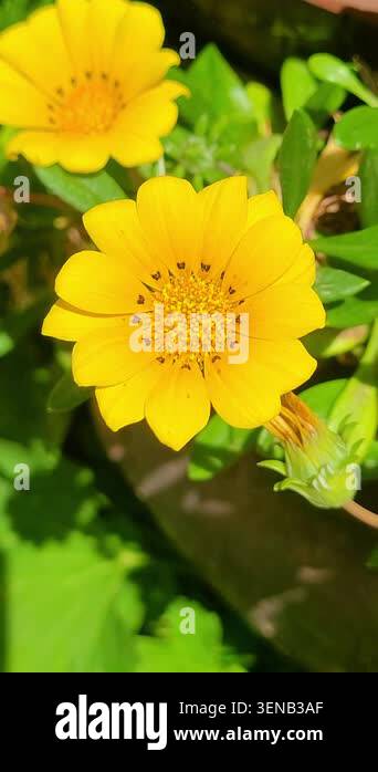 a striking 4k vertical slow motion close-up of a yellow gazania flower ...