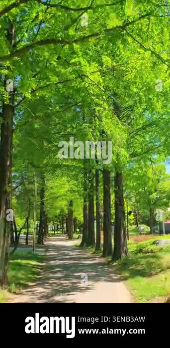 4K vertical stock footage of pov walking through a majestic green ...
