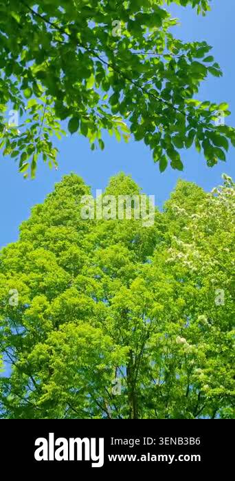 a dynamic 4k vertical slow motion capture of leaves fluttering in the ...