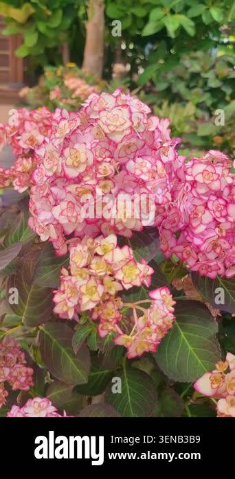 a distinctive 4k vertical slow motion close-up of white hydrangea ...