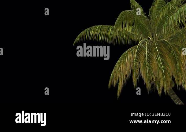 Animated Tropical Palm for a Tourism and Travel Promo Intro (with Alpha ...