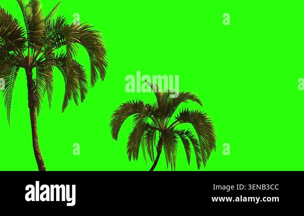 Animated Tropical Palm for a Tourism and Travel Promo Intro (with Alpha ...