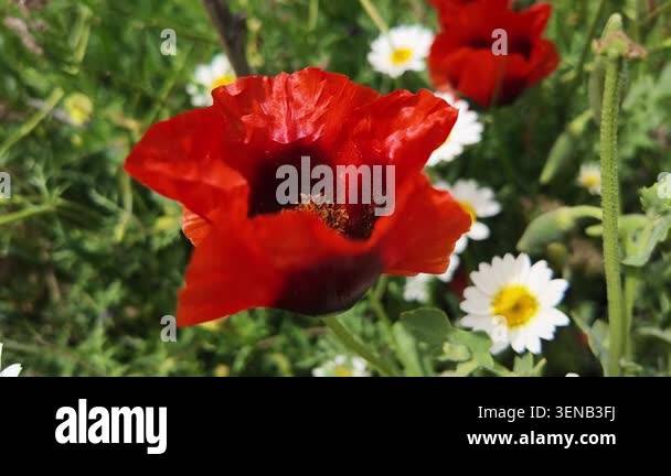 Field of Red Poppies Swaying in the Breeze Under Natural Daylight Stock ...