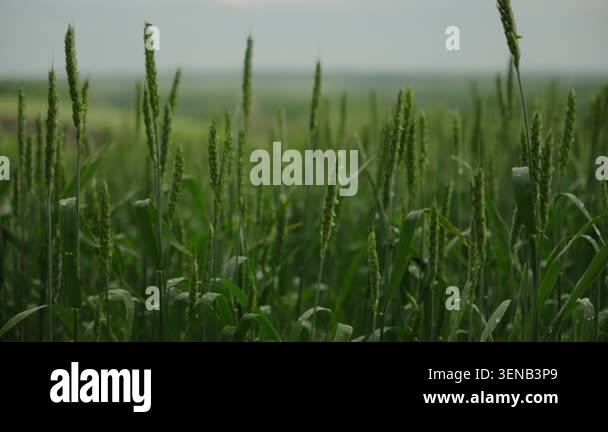 Green wheat ears as a symbol of fragile food security amidst global ...