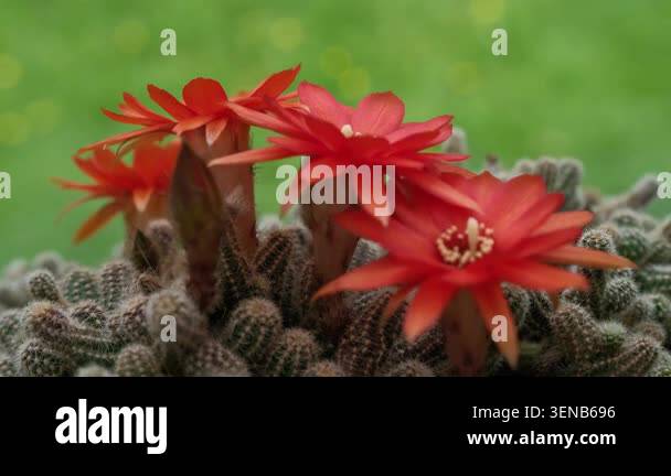 Blooming peanut cactus with vibrant red flowers against soft green ...