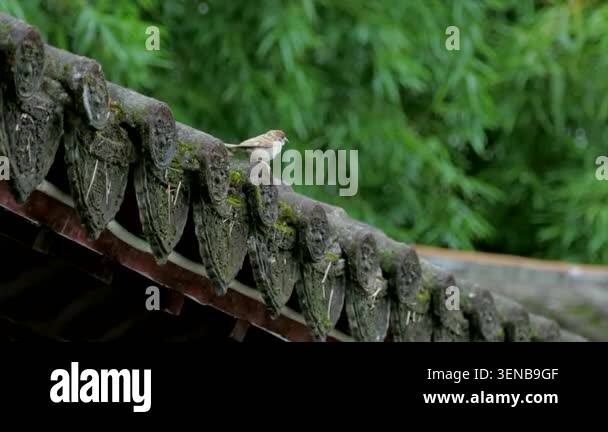 Close-up footage of roof tiles on the eaves of ancient buildings Stock ...