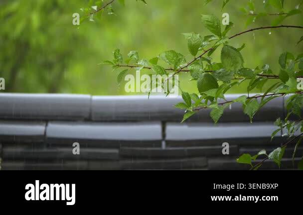 Close-up of raindrops sliding down the roof tiles of an ancient ...