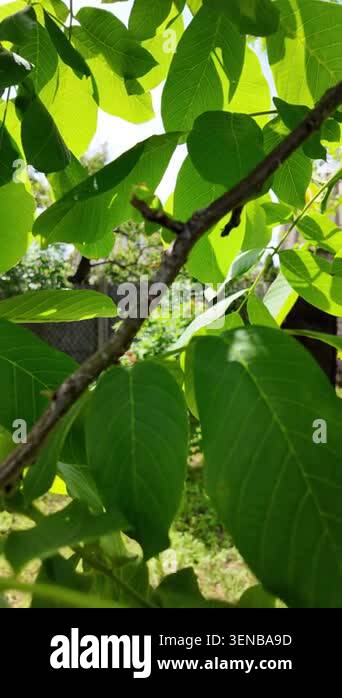 Close-up of vibrant green walnut tree leaves illuminated by bright ...