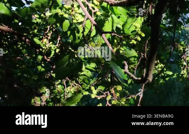 Close-up of vibrant green walnut tree leaves illuminated by bright ...