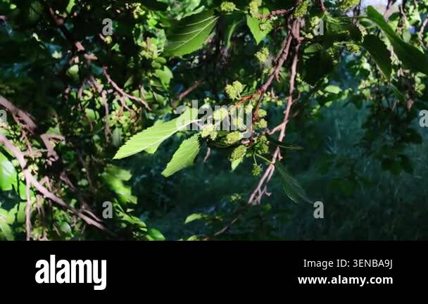 Close-up of green unripe mulberries on a tree branch illuminated by ...