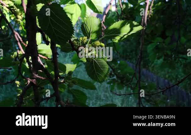 Close-up of vibrant green walnut tree leaves illuminated by bright ...