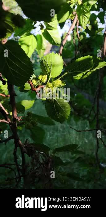 Close-up of green unripe mulberries on a tree branch illuminated by ...