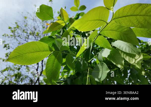 Close-up of vibrant green walnut tree leaves illuminated by bright ...