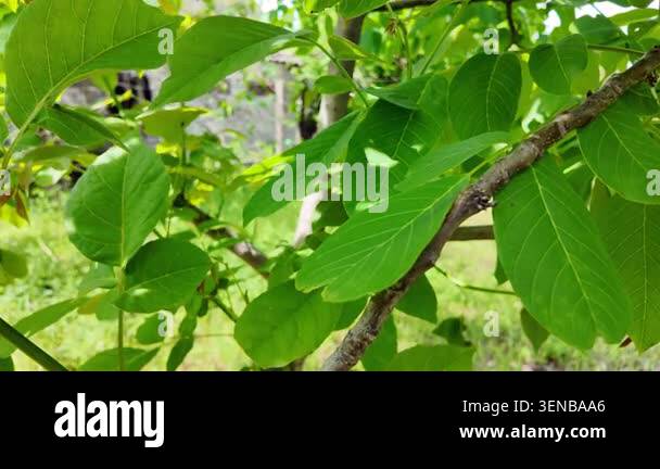 Close-up of vibrant green walnut tree leaves illuminated by bright ...