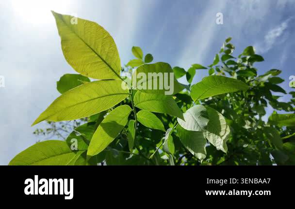 Close-up of vibrant green walnut tree leaves illuminated by bright ...