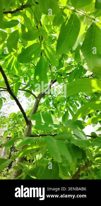 Close-up of vibrant green walnut tree leaves illuminated by bright ...