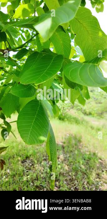 Close-up of vibrant green walnut tree leaves illuminated by bright ...