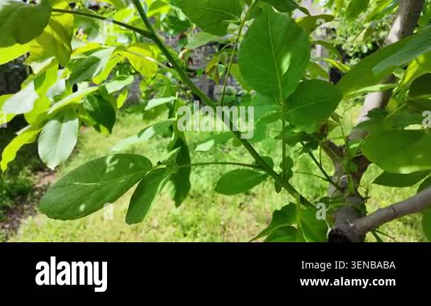 Close-up of vibrant green walnut tree leaves illuminated by bright ...