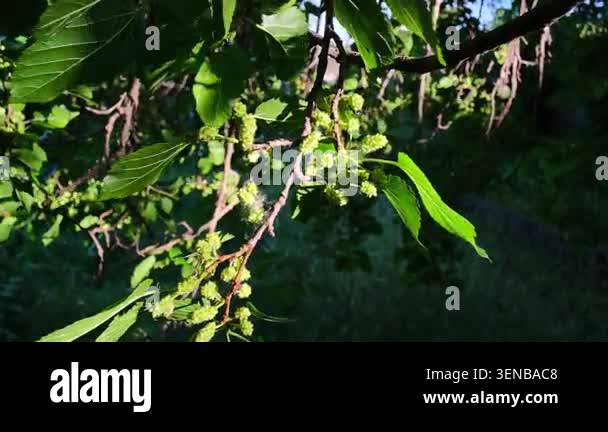 Close-up of green unripe mulberries on a tree branch illuminated by ...