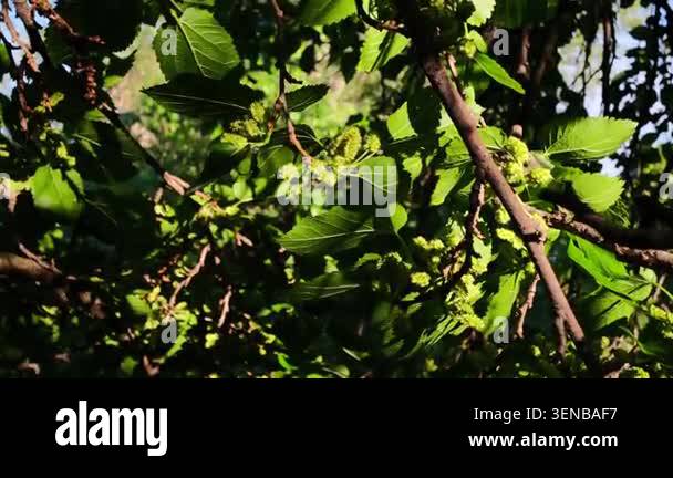 Close-up of green unripe mulberries on a tree branch illuminated by ...