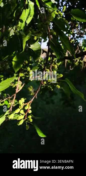 Close-up of green unripe mulberries on a tree branch illuminated by ...