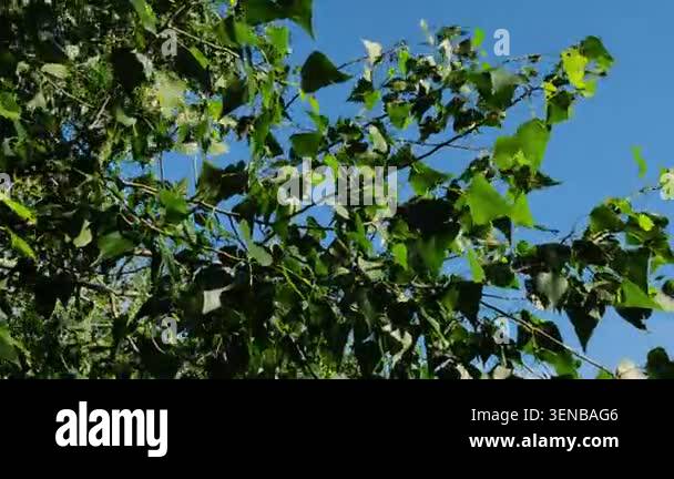Close-up of dense green foliage with sunlit leaves and deep shadows in ...