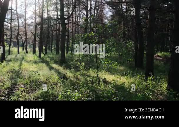 Beautiful pine forest with tall trees and green grass. Bright sunlight ...