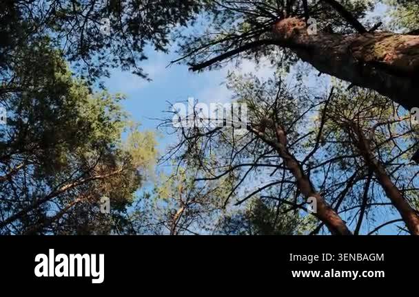 Beautiful pine forest with tall trees and green grass. Bright sunlight ...