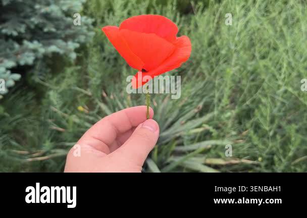 Close-up of a person's hand holding a bright red poppy flower ...