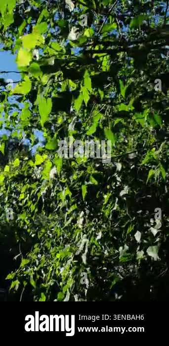 Close-up of dense green foliage with sunlit leaves and deep shadows in ...