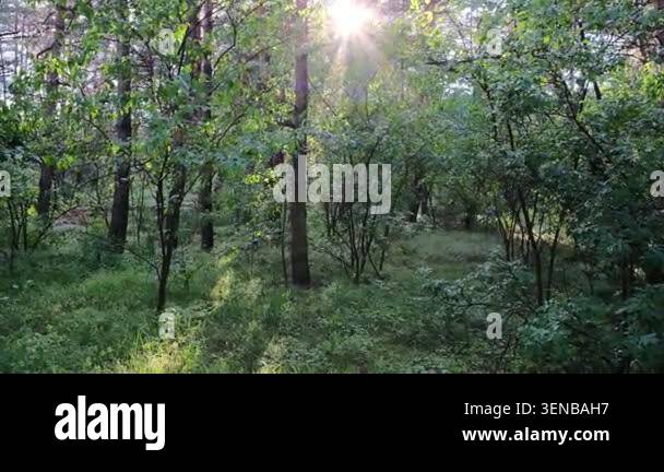 Beautiful pine forest with tall trees and green grass. Bright sunlight ...