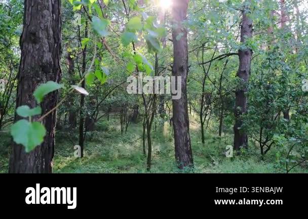 Beautiful pine forest with tall trees and green grass. Bright sunlight ...