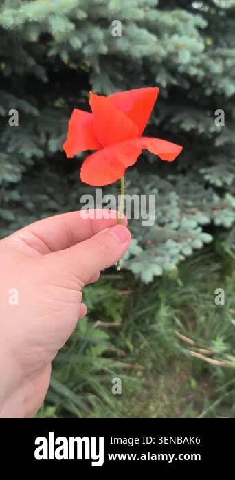 Close-up of a person's hand holding a bright red poppy flower ...