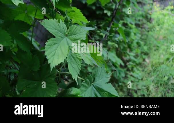 Close-up of lush green vine leaves growing wild in a summer forest ...